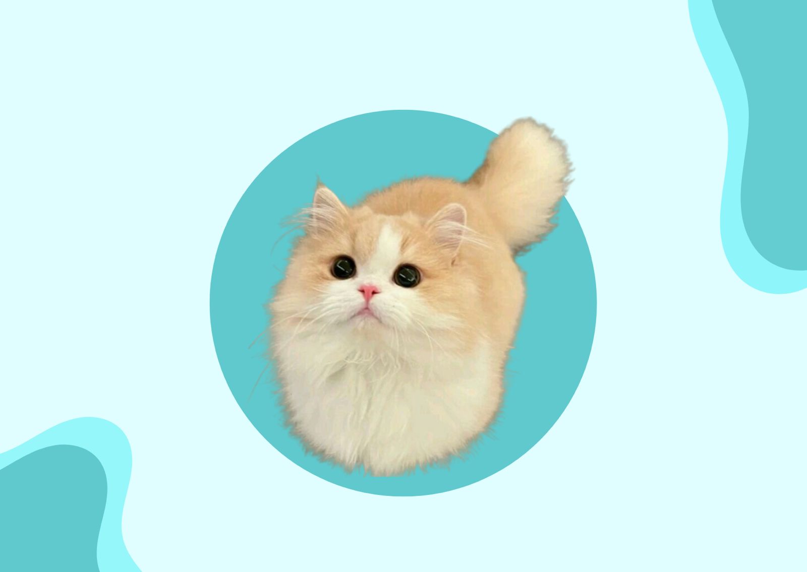 Felinos